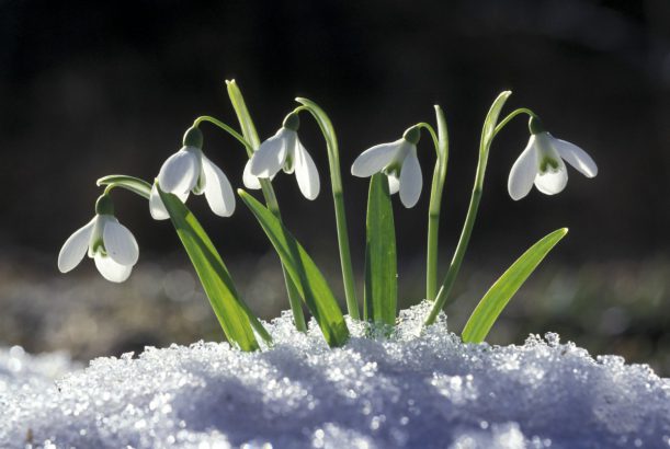 Les 10 plus belles fleurs d’hiver à avoir dans son jardin - Bon À Savoir