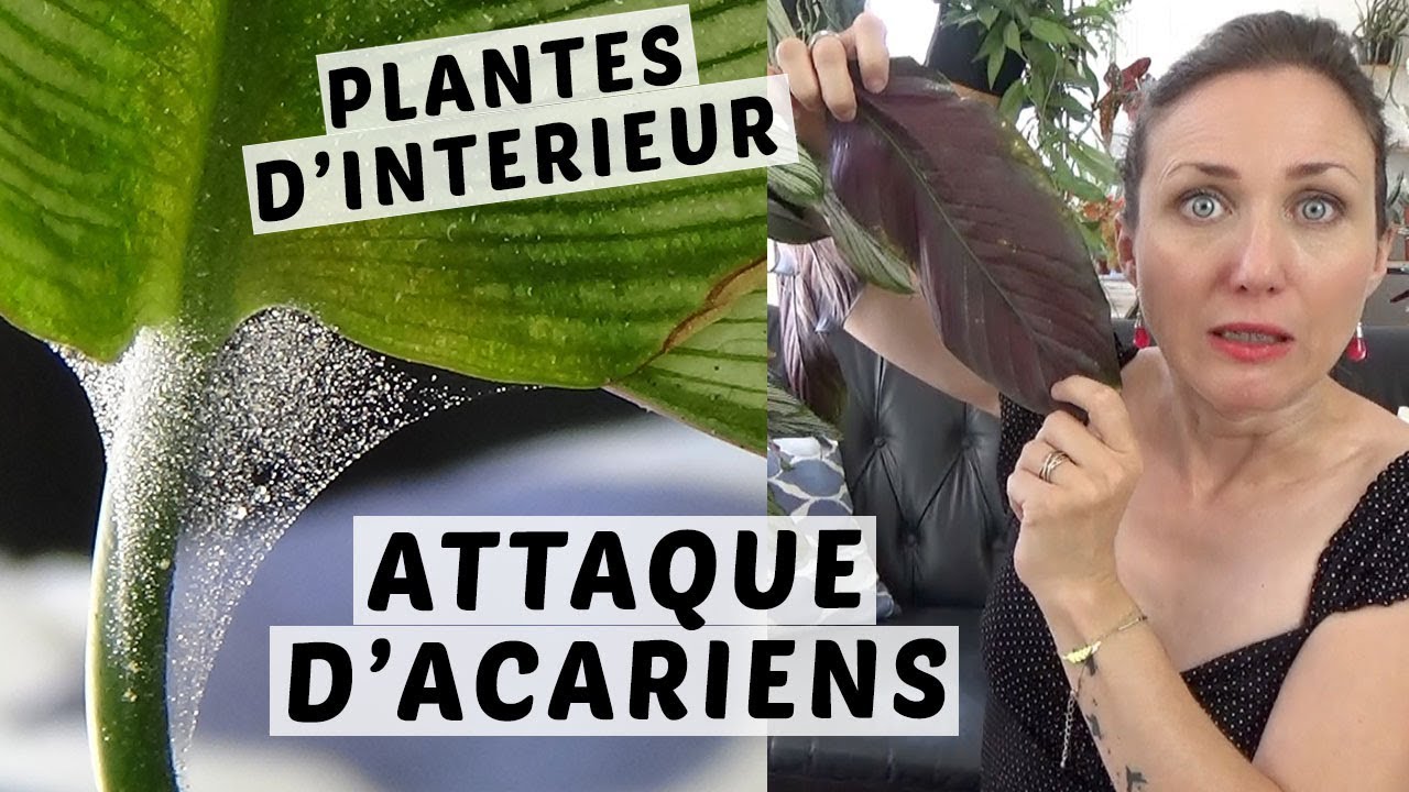 Acariens des Plantes : 7 Astuces Pour S’en Débarrasser Au Naturel - Bon ...